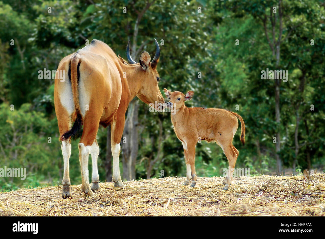 big, large, enormous, extreme, powerful, imposing, immense, relevant ...