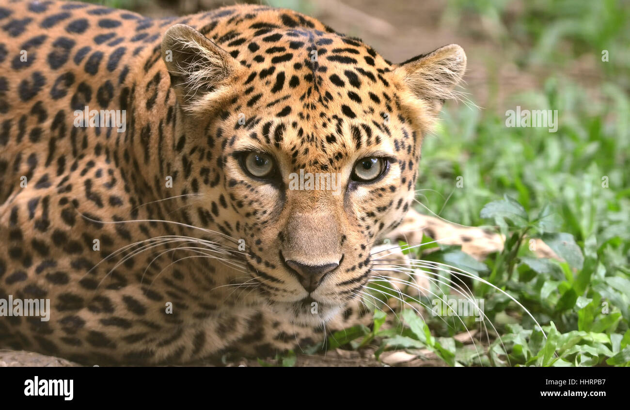 big, large, enormous, extreme, powerful, imposing, immense, relevant ...