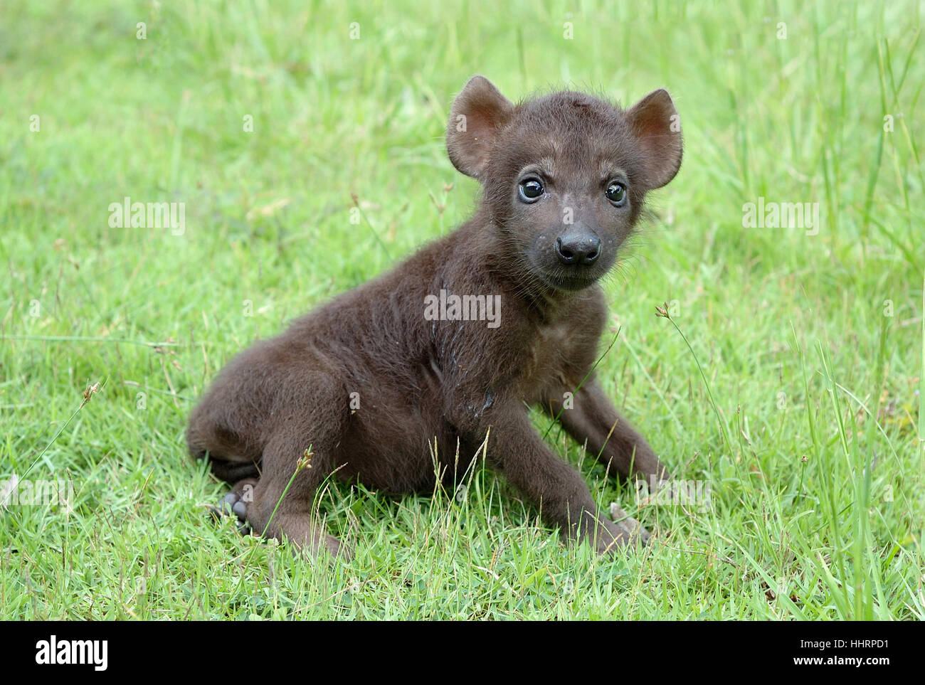 animal, brown, brownish, brunette, wild, africa, dog, scavenger, south ...