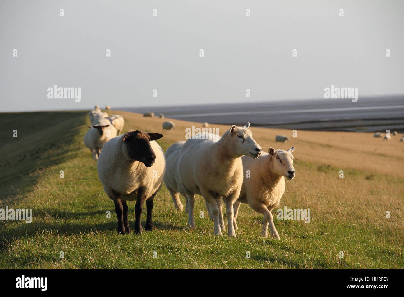 water, north sea, salt water, sea, ocean, sheep, watt, dike, meadow ...
