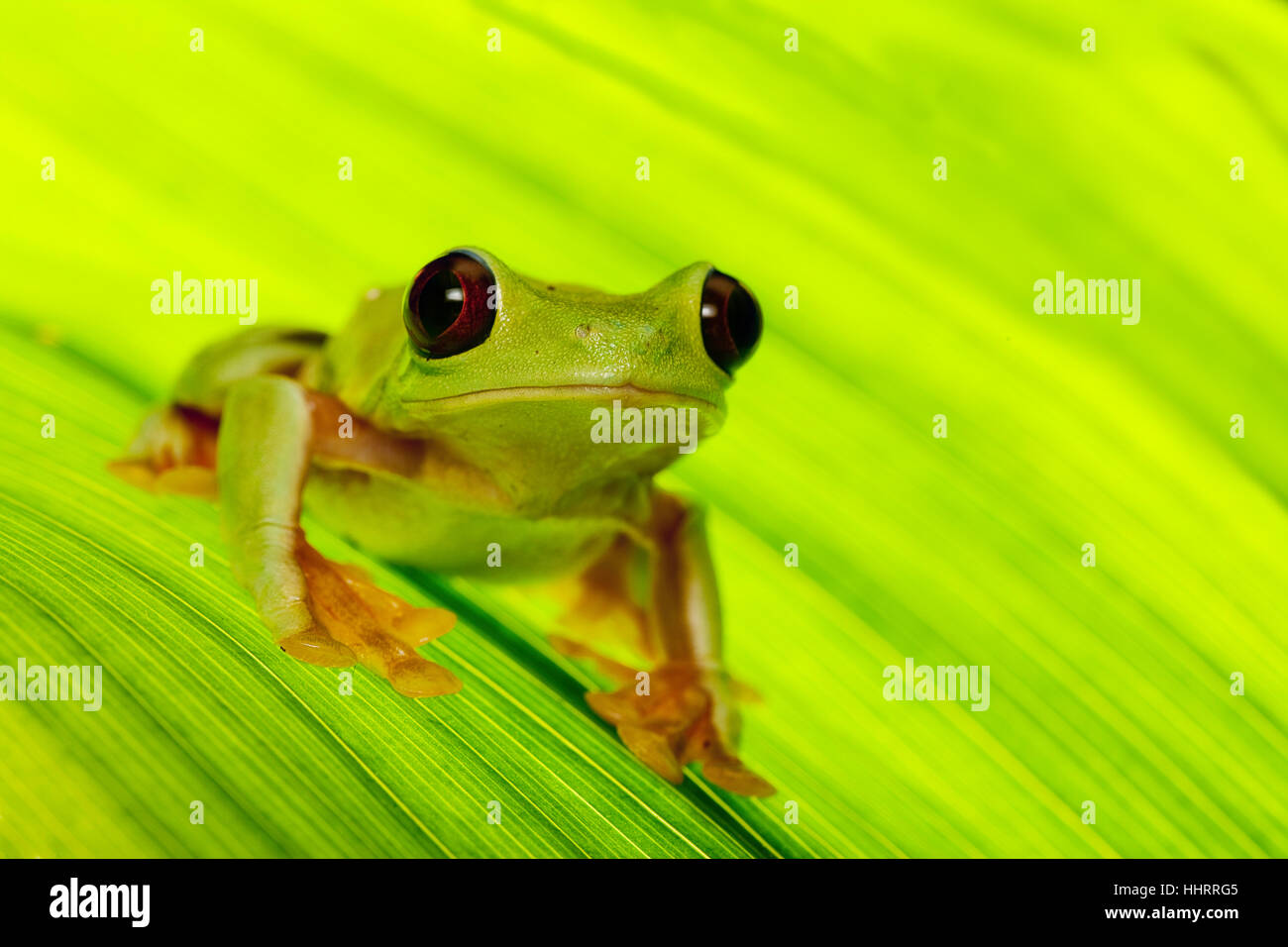 animal, frog, greenback, tree frog, tropical, amazon, rainforest, rain ...