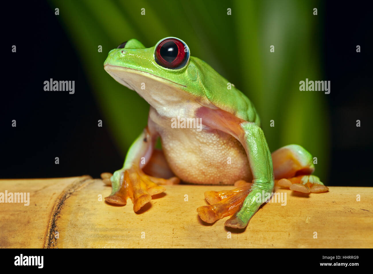 Agalychnis spurrelli flying hi-res stock photography and images - Alamy