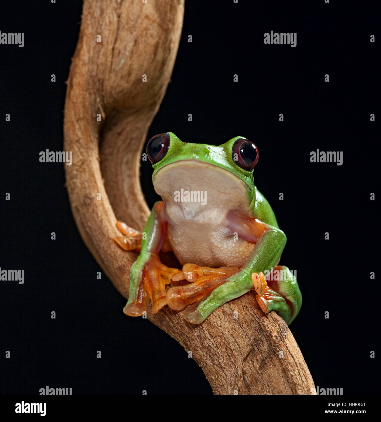 amphibian, frog, greenback, tree frog, beautiful, beauteously, nice ...