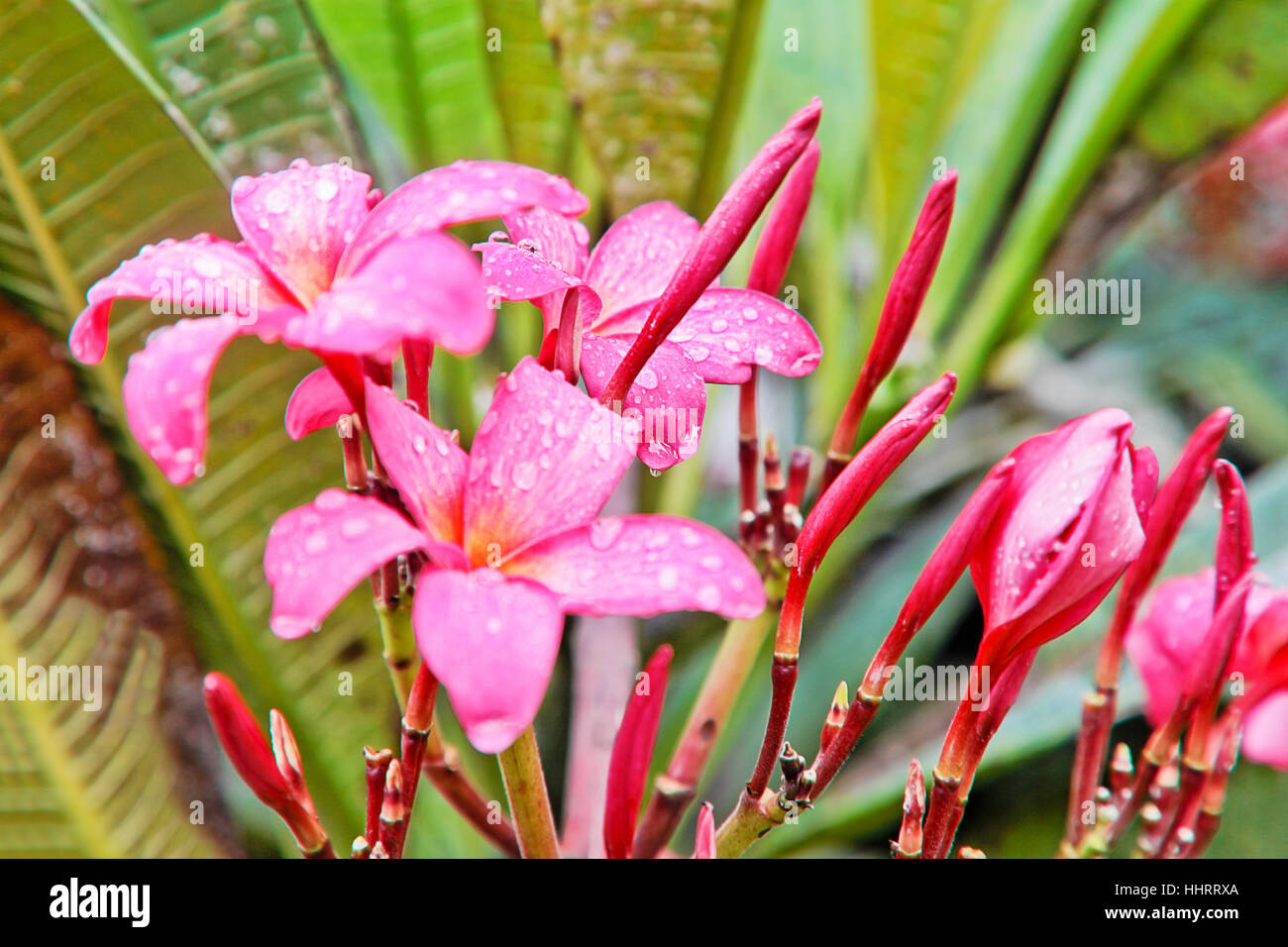 Pink fluted flower hi-res stock photography and images - Alamy