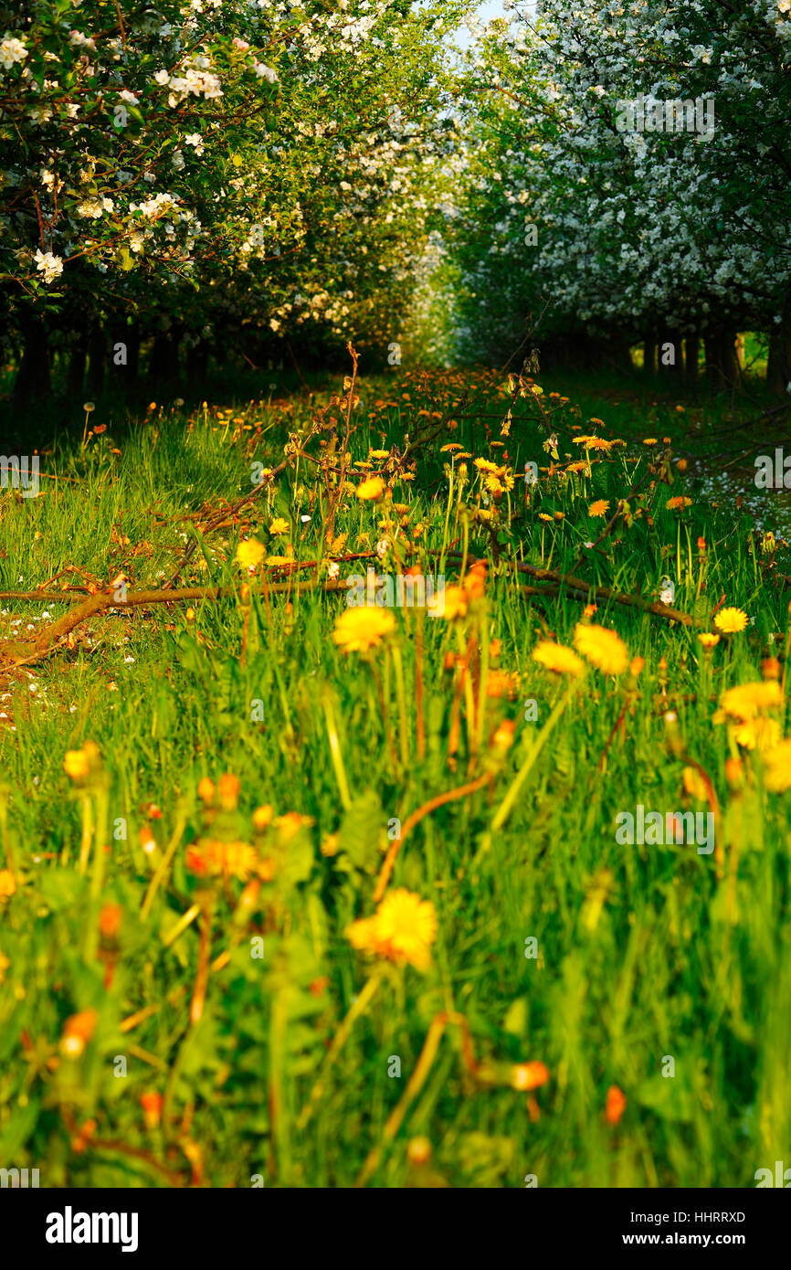 Flourishing fruit tree in the field hi-res stock photography and images ...