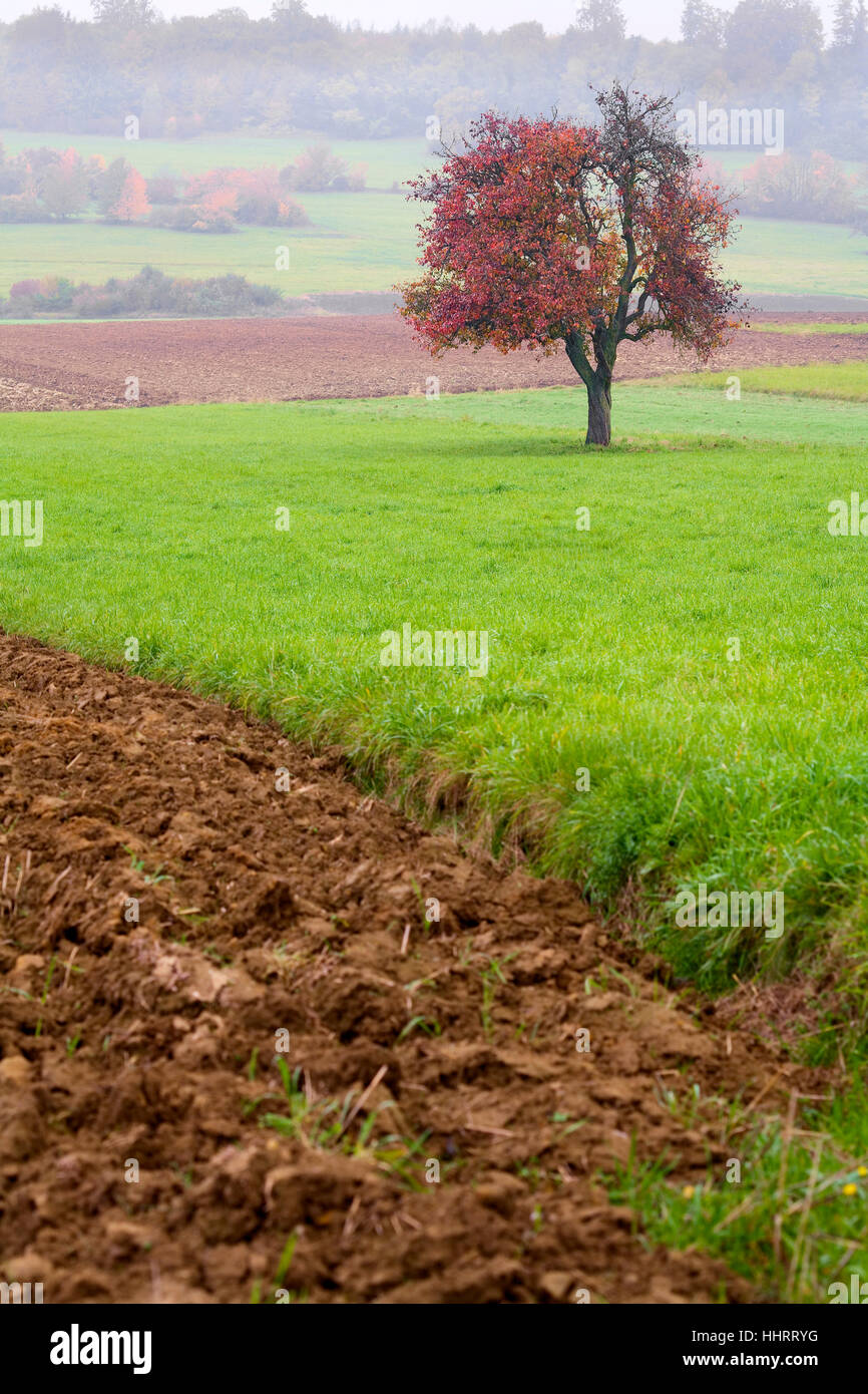 single, tree, ground, soil, earth, humus, brown, brownish, brunette ...
