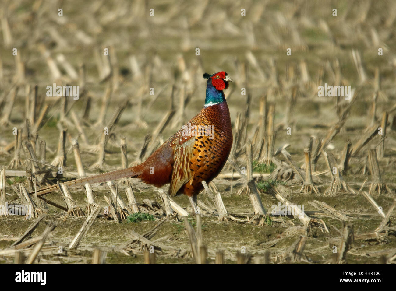 pheasant, hunting, chase, bird, coloured, colourful, gorgeous ...