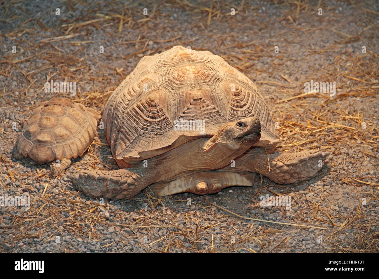 Old reptiles hi-res stock photography and images - Alamy