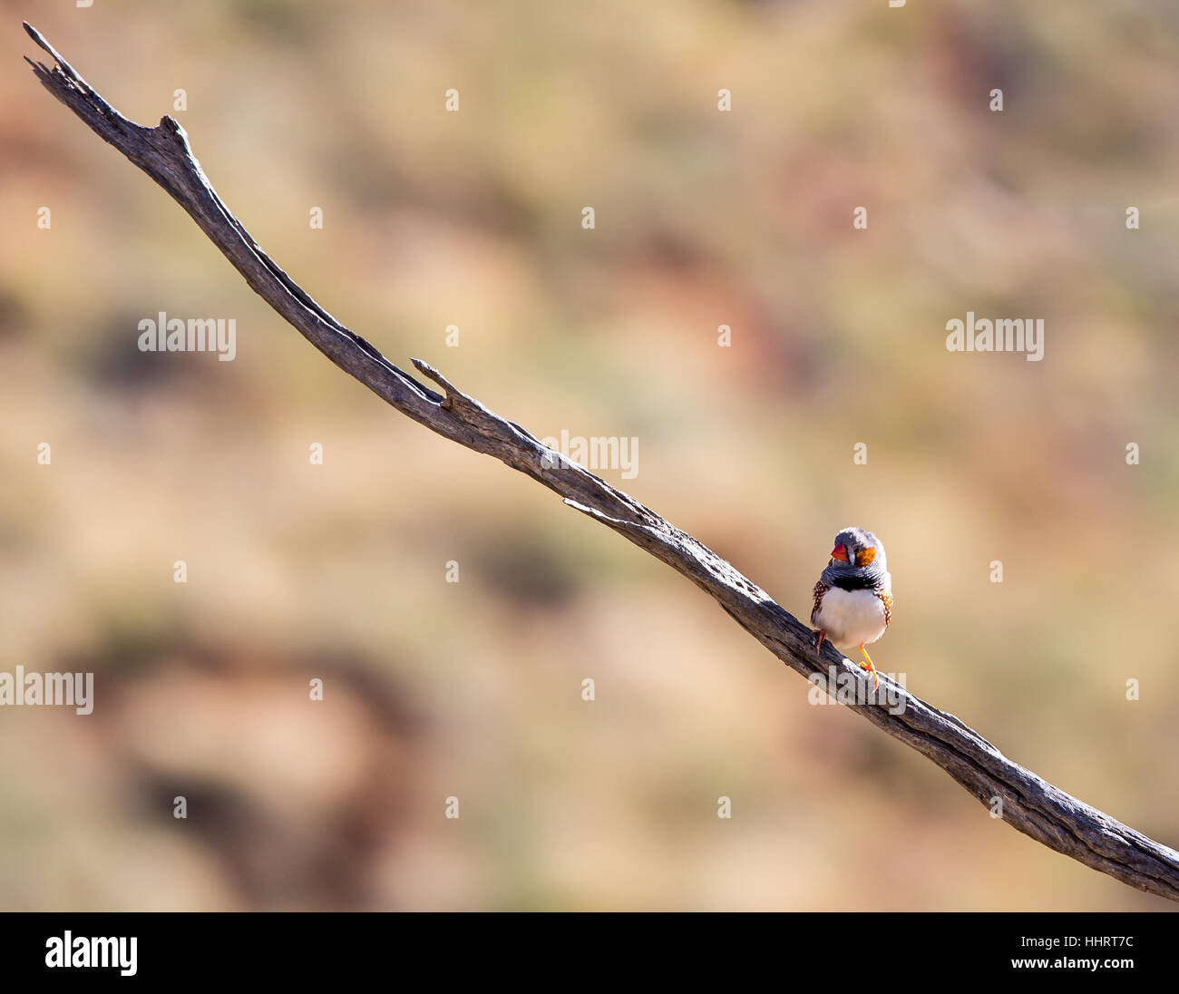 bird, wild, birds, australia, wildlife, finch, bird, wild, birds ...