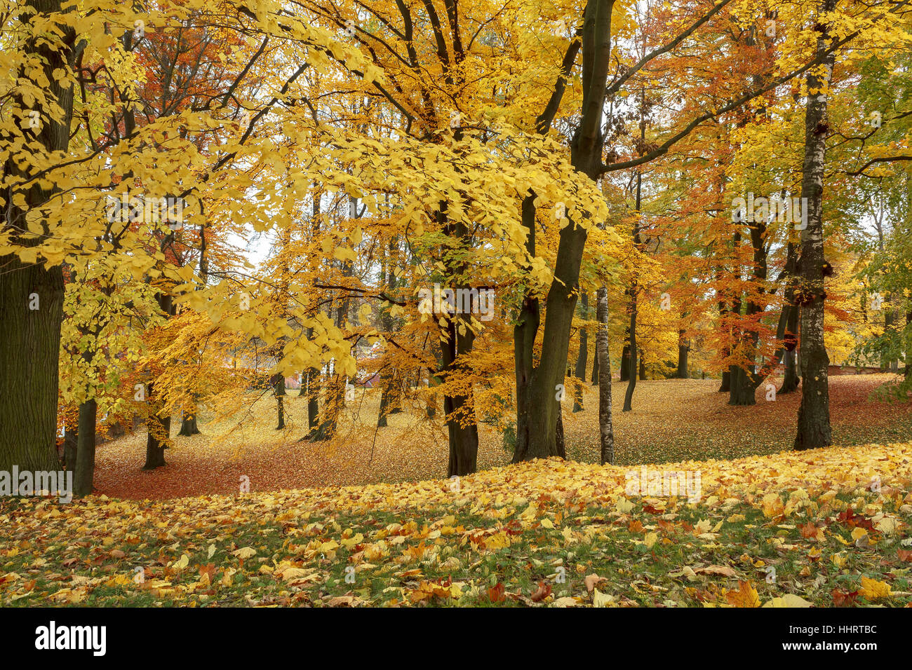 park, outdoor, nature, fall, autumn, leaf, environment, enviroment ...
