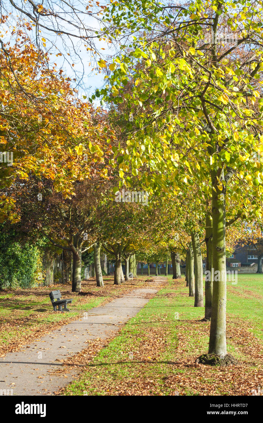 tree, trees, park, path, way, lawn, green, yellow, fall, autumn, orange ...