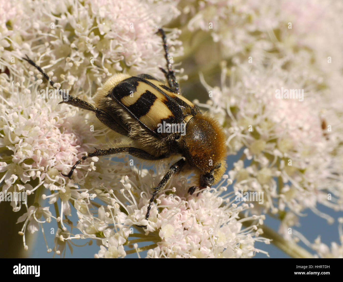 insect, flower, plant, bloom, blossom, flourish, flourishing, beetle ...