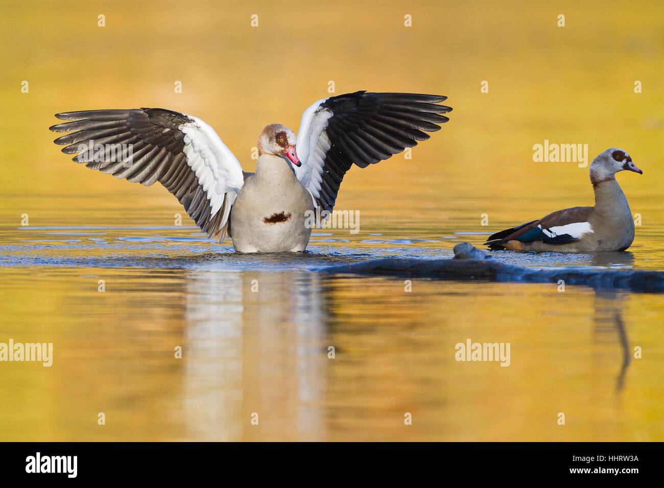 exotic, goose, exotic, feathering, goose, nature, aegyptiacus ...