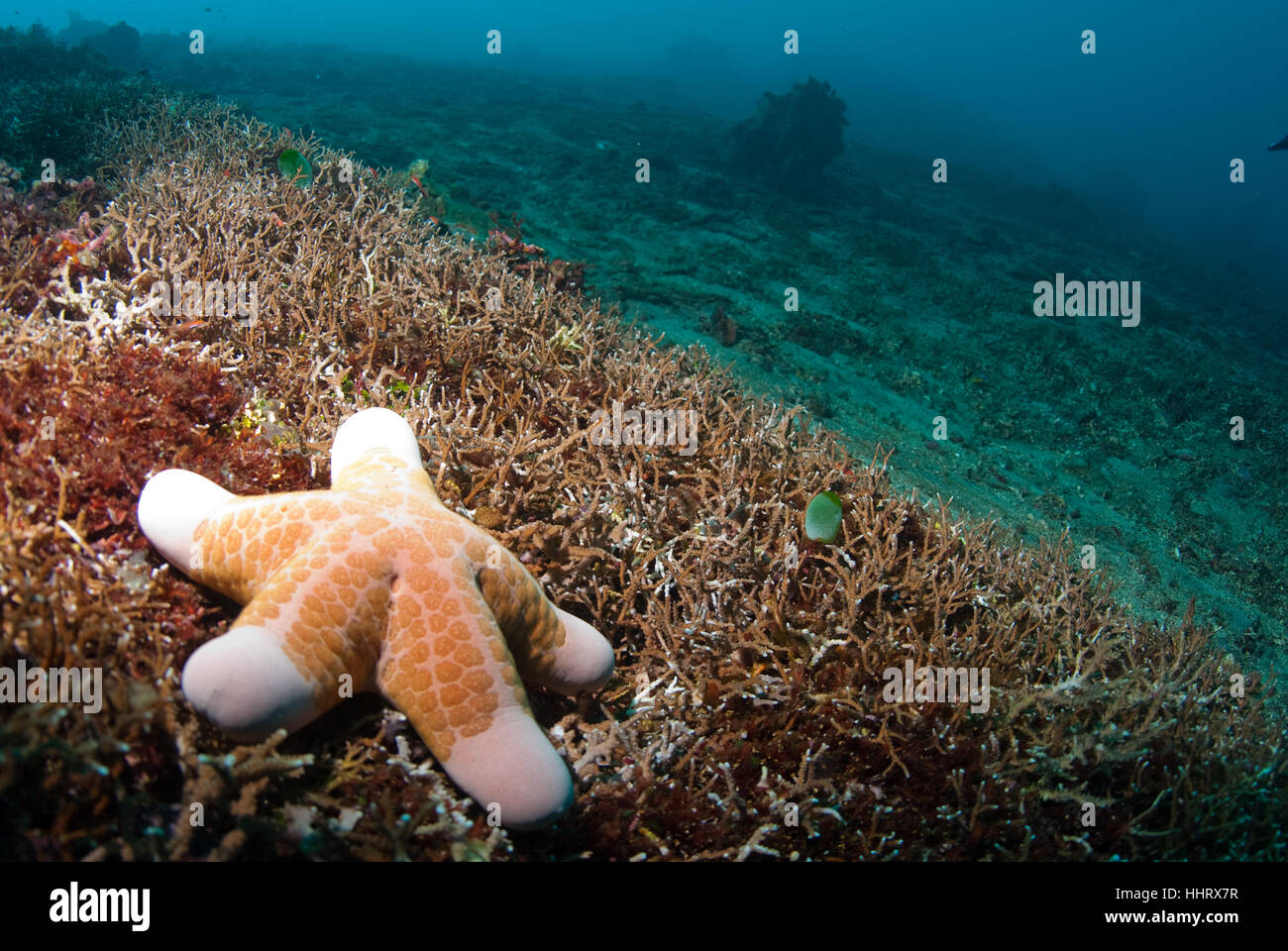 blue, lifestyle, green, asia, wild, bali, indonesia, aquarium, depth ...