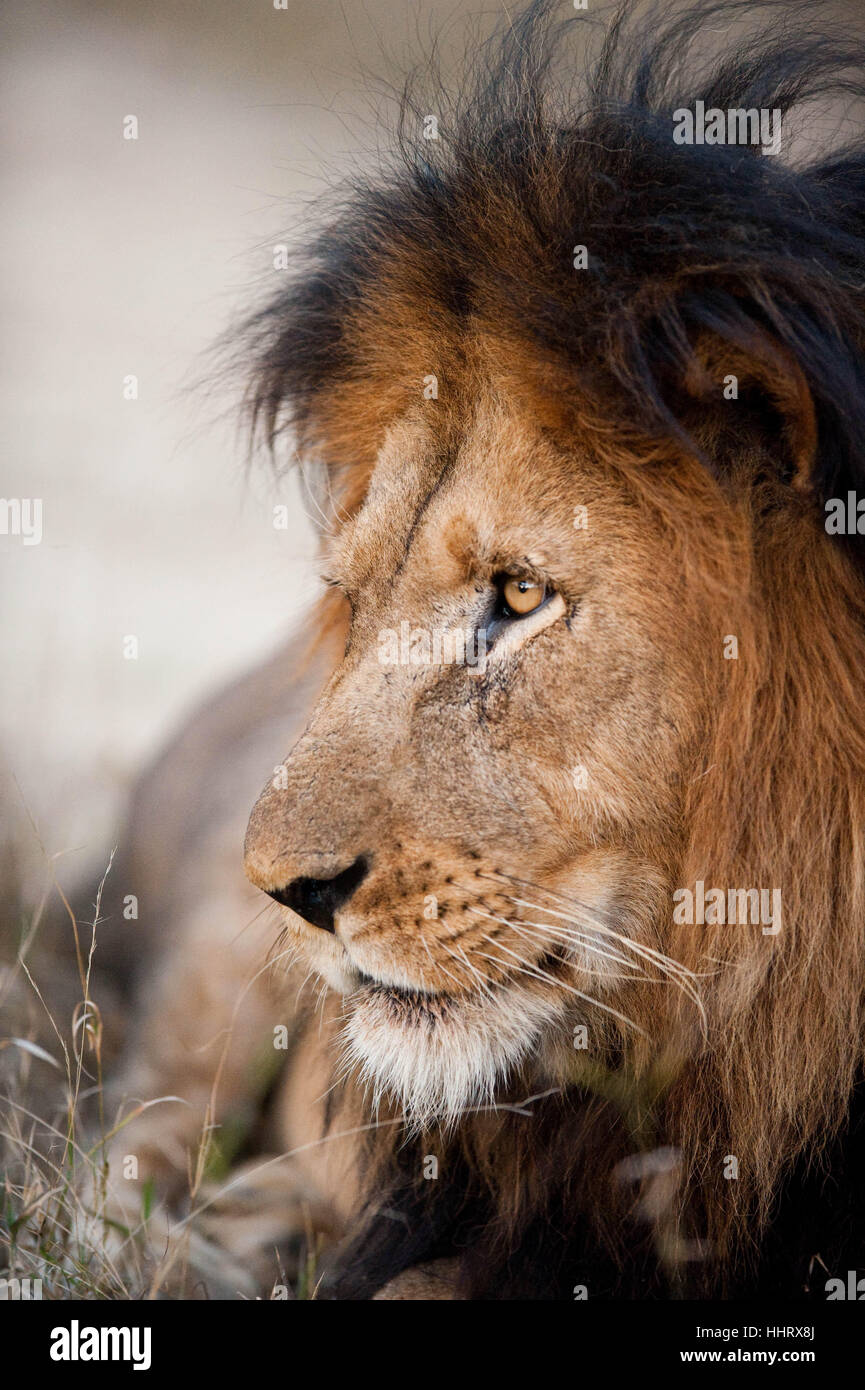 close, big, large, enormous, extreme, powerful, imposing, immense ...