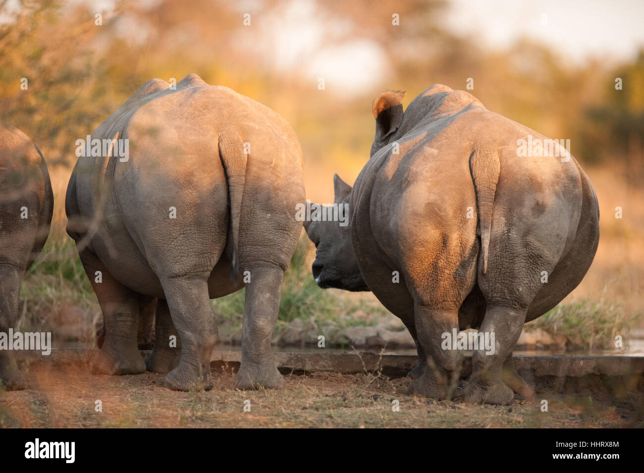 big, large, enormous, extreme, powerful, imposing, immense, relevant ...