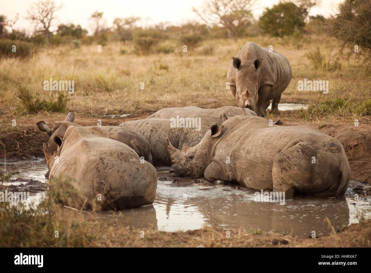 orange, big, large, enormous, extreme, powerful, imposing, immense ...