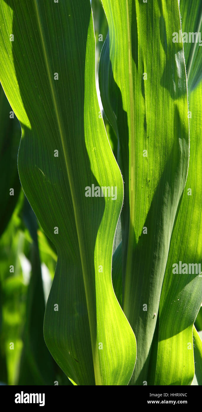 leaves, field, botany, plant, corn, nature, green, leaves, agriculture ...