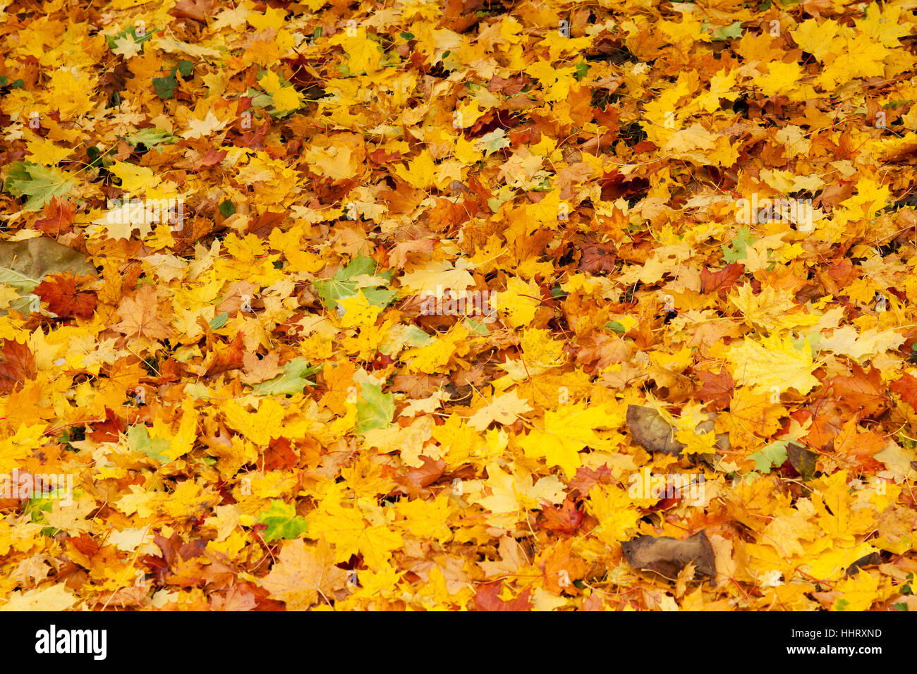 leaves, foliage, fall, autumn, leaf, tree, coloured, colourful ...