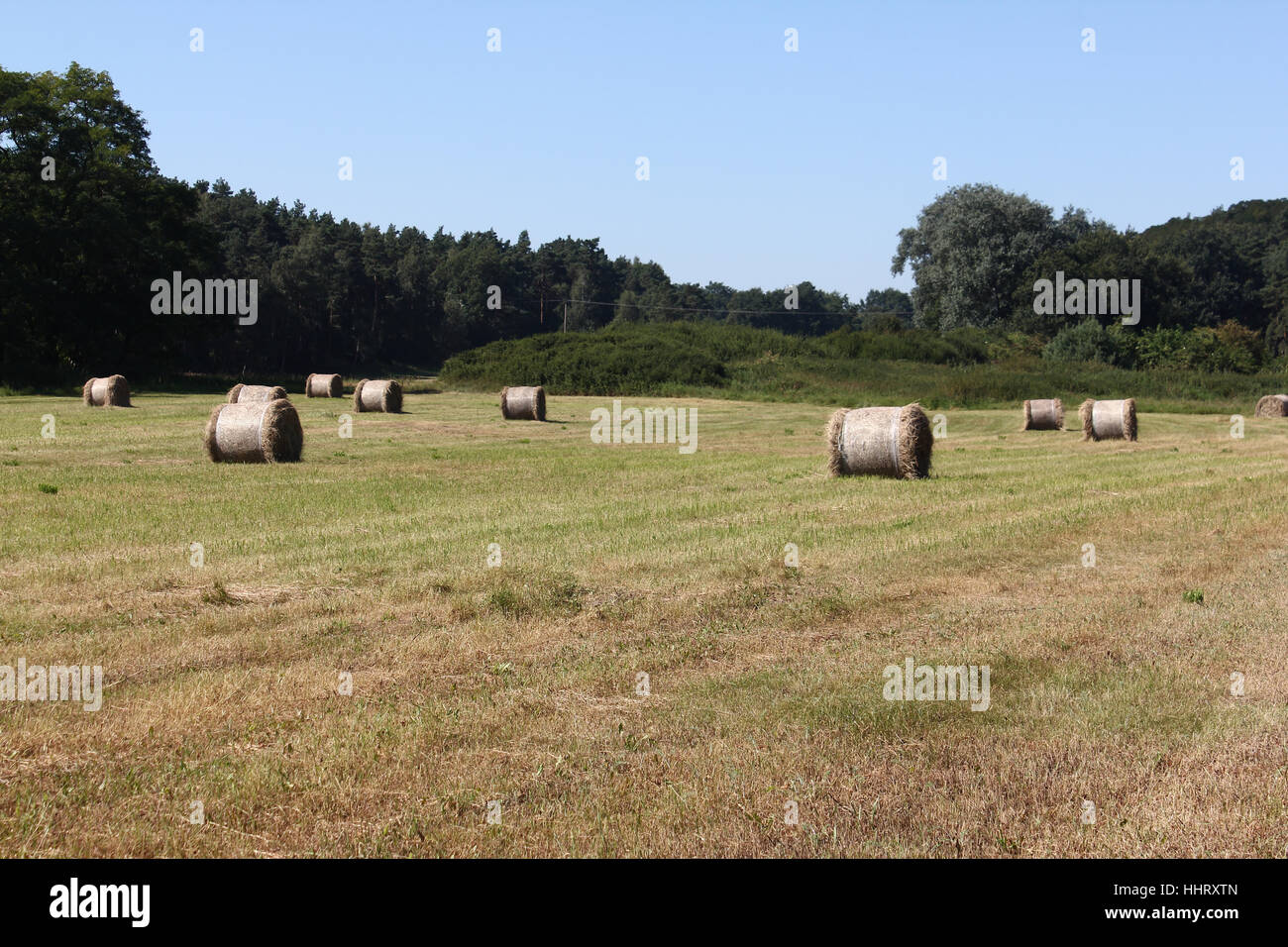 field with hay bales Stock Photo - Alamy