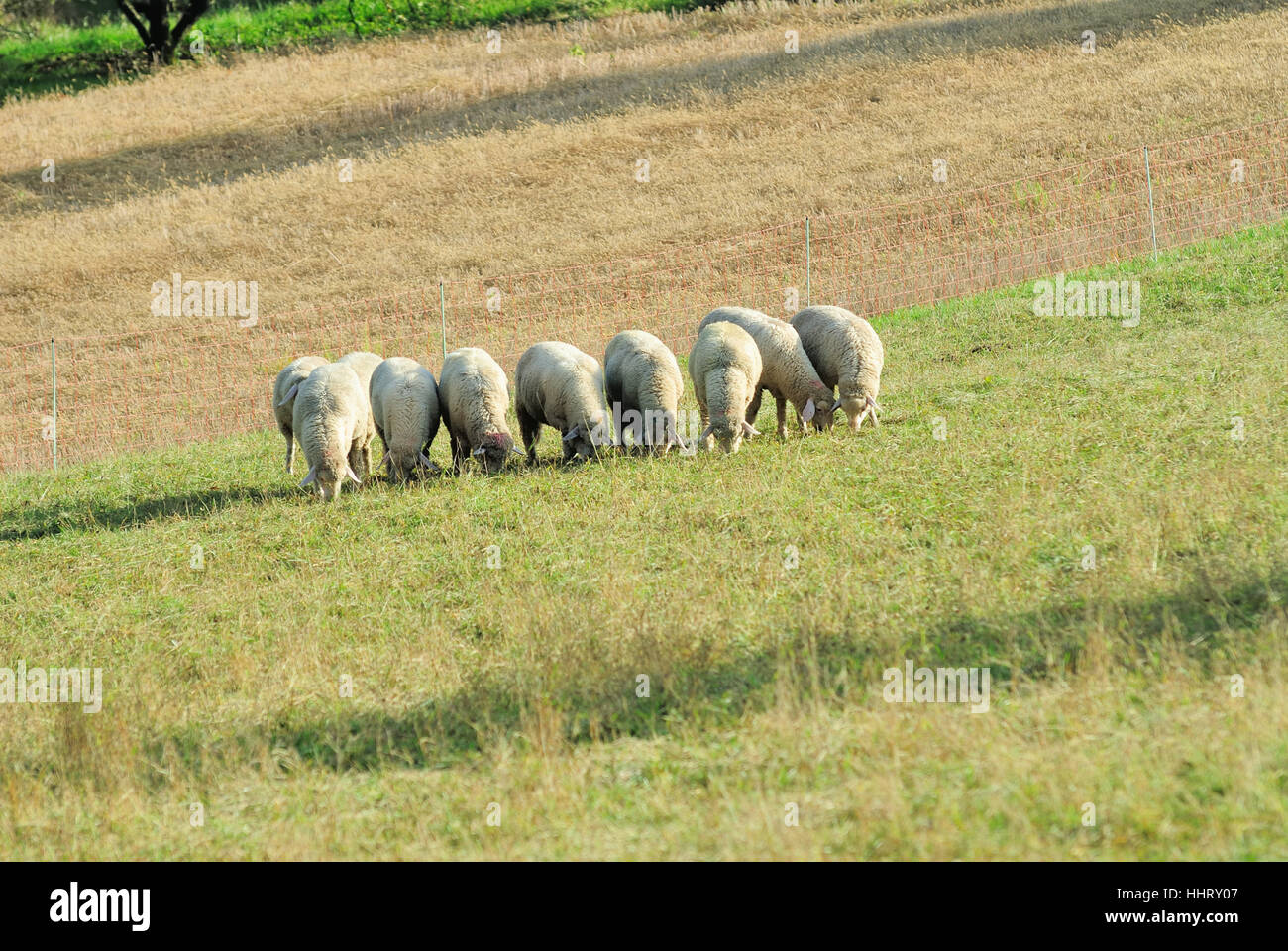 agriculture, farming, sheep, farm animal, sheep (pl.), tree, trees ...