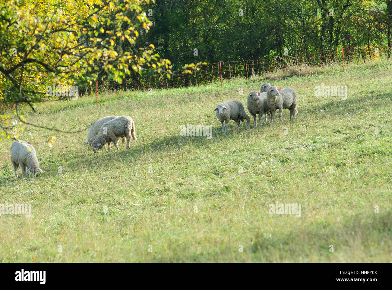 agriculture, farming, sheep, farm animal, sheep (pl.), tree, trees ...