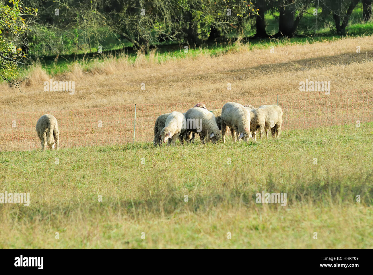 agriculture, farming, sheep, farm animal, sheep (pl.), tree, trees ...