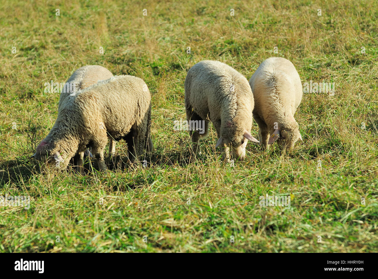 agriculture, farming, sheep, farm animal, sheep (pl.), tree, trees ...