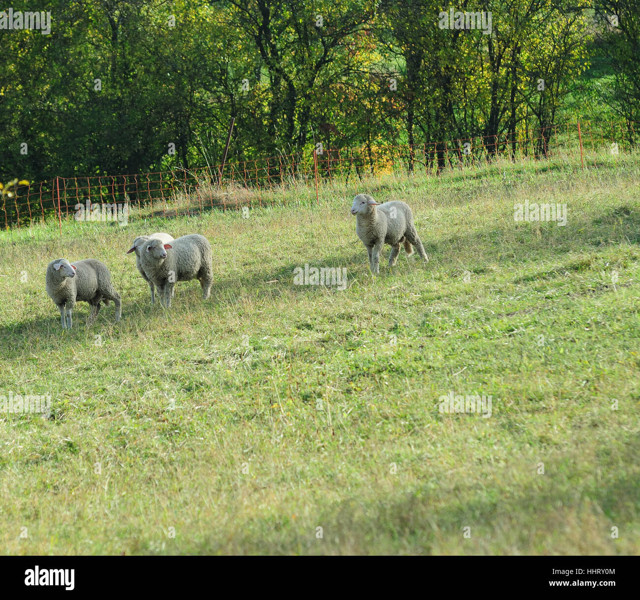 agriculture, farming, sheep, farm animal, sheep (pl.), tree, trees ...