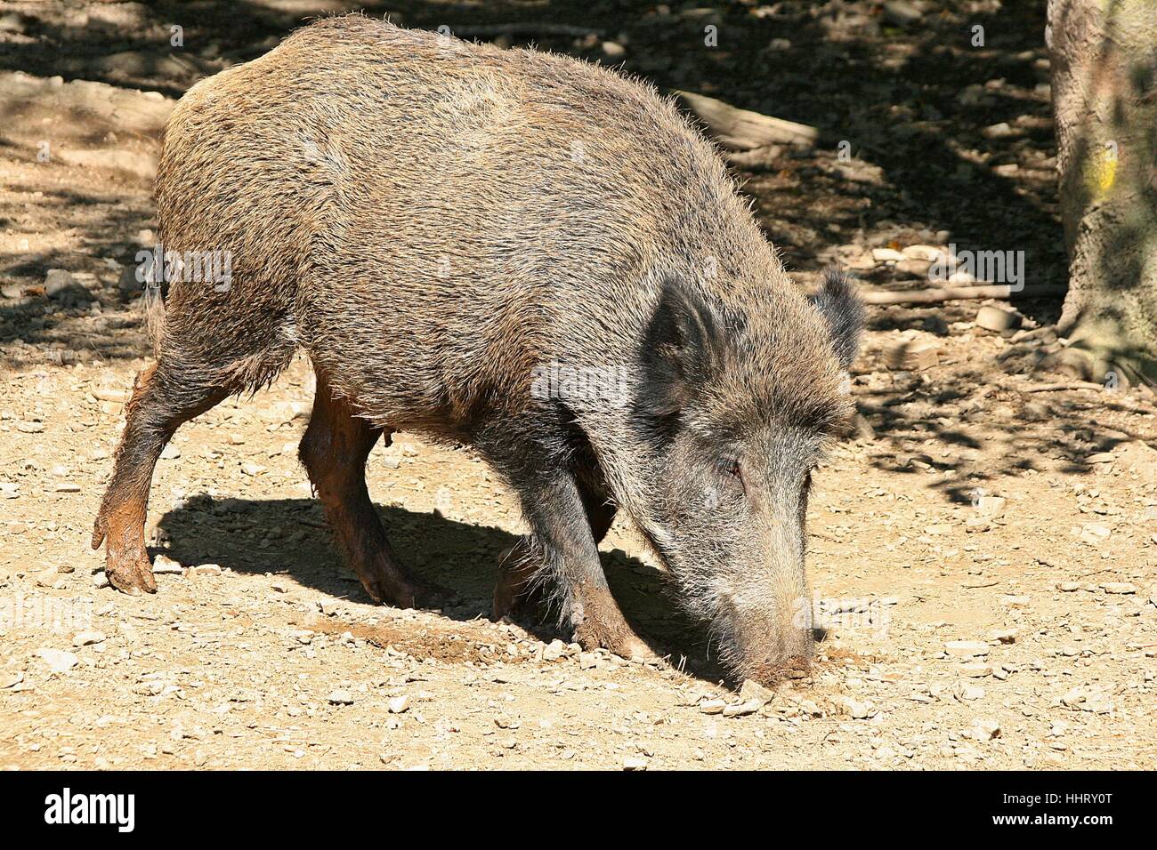 pigs, boars, animals, male, masculine, mammals, wild boar, pig, pigs ...