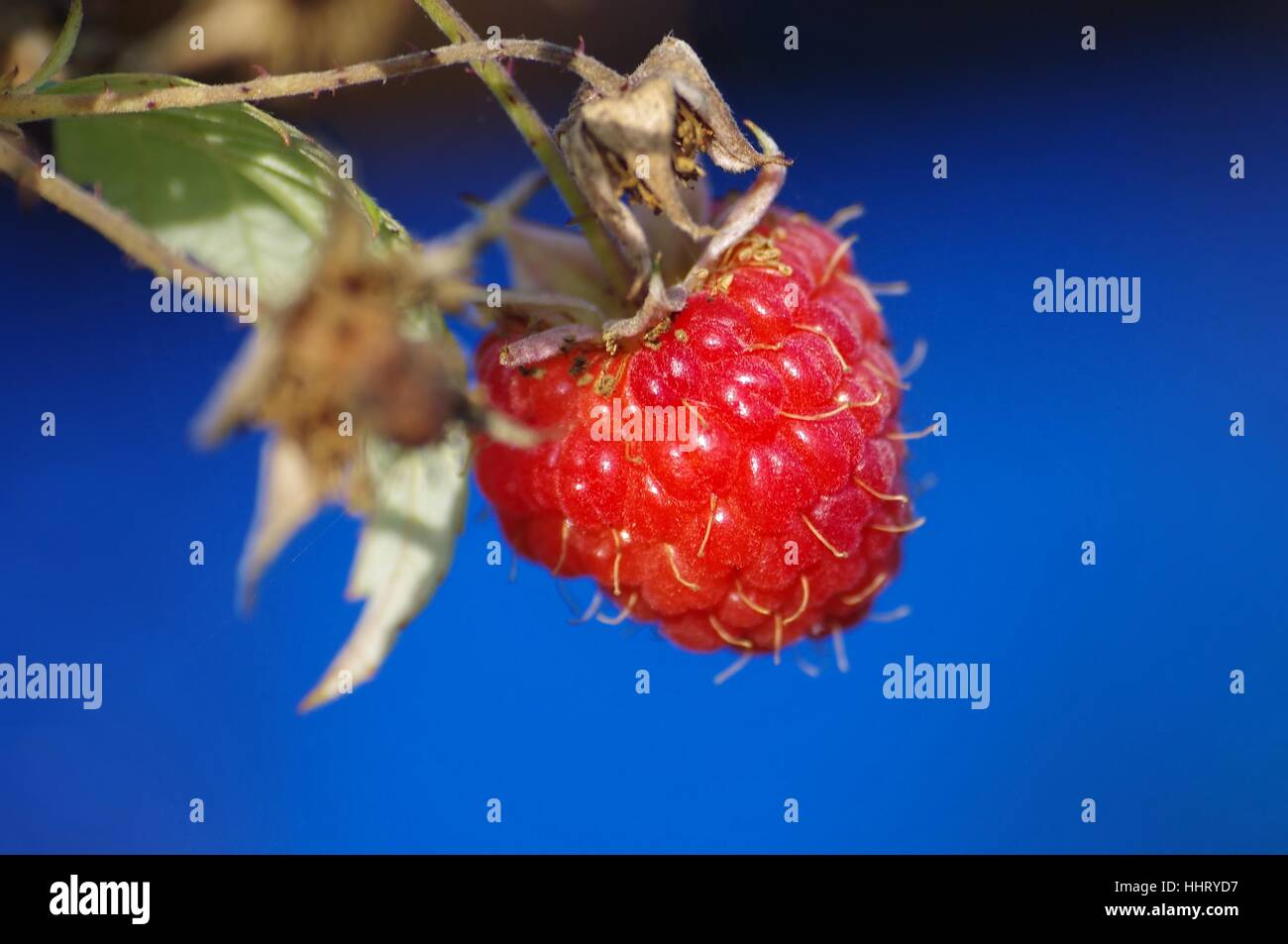 raspberry in inflorescence ripe for eating Stock Photo - Alamy