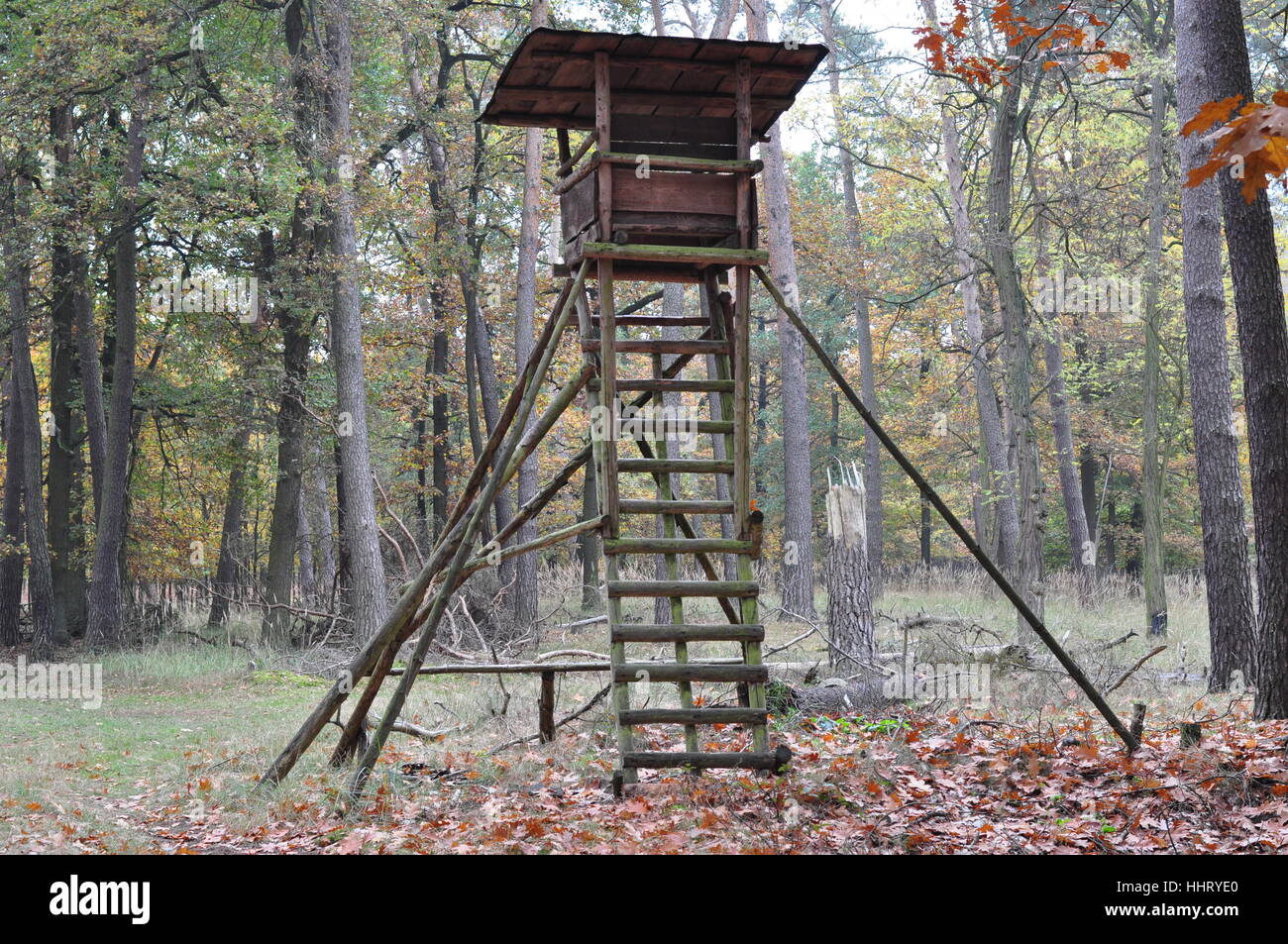 wild, animals, hunting, chase, forest, nature, leaf, tree, trees, park ...