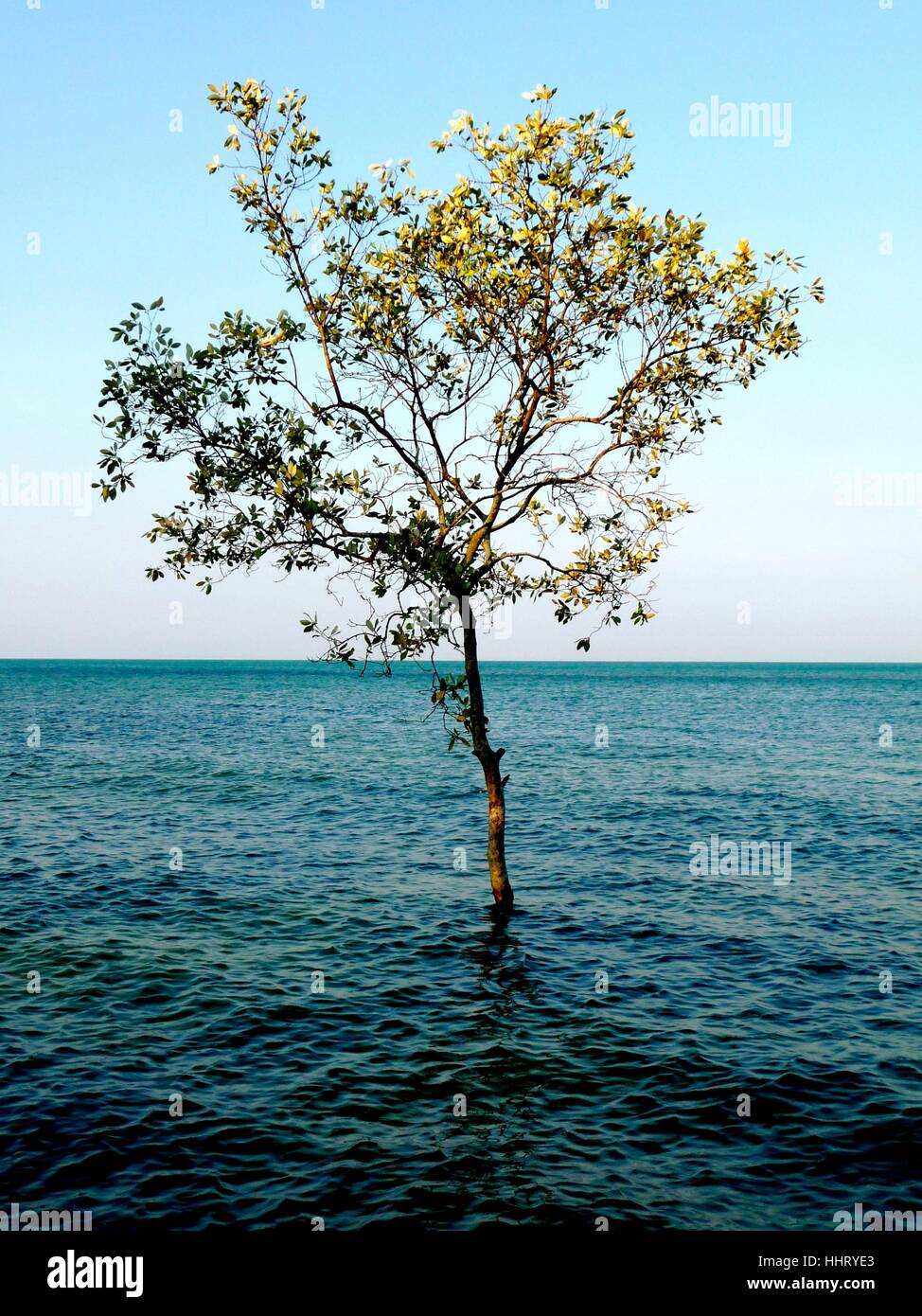 tree, beach, seaside, the beach, seashore, floods, salt water, sea ...