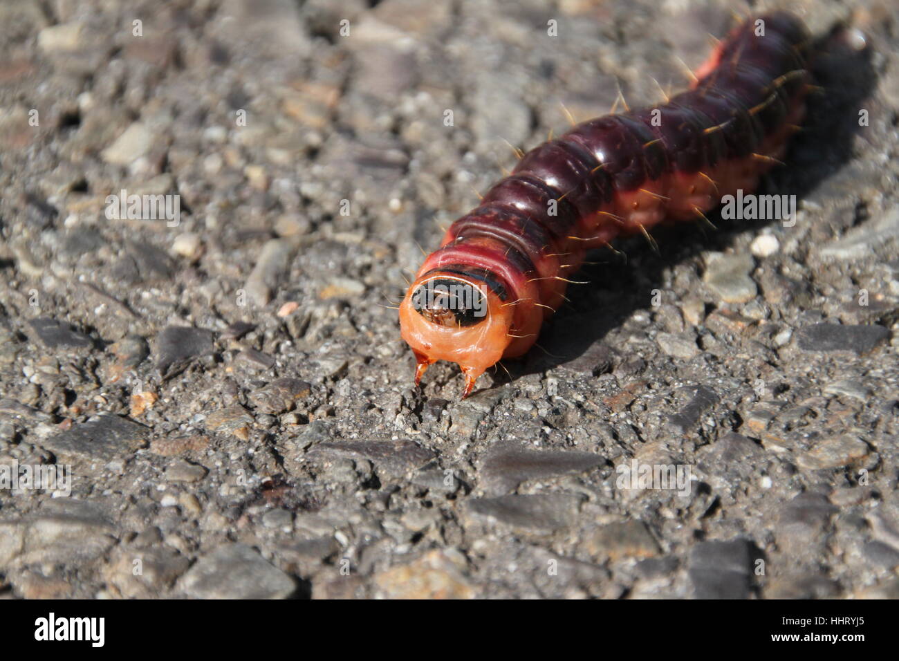 Long insect hi-res stock photography and images - Alamy