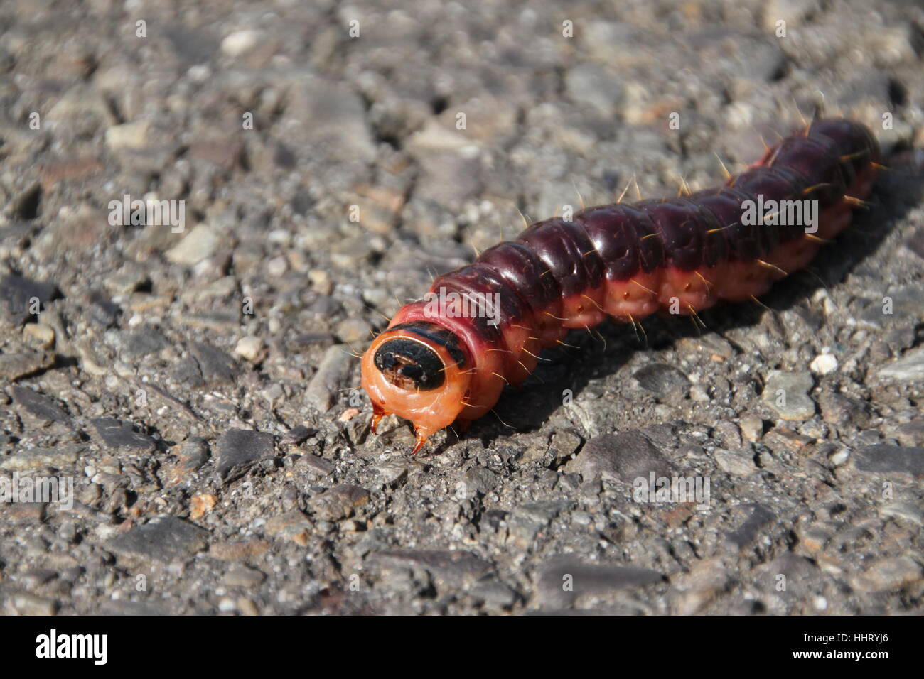 butterfly, caterpillar, long, thousand, worm, creep, insect, butterfly ...
