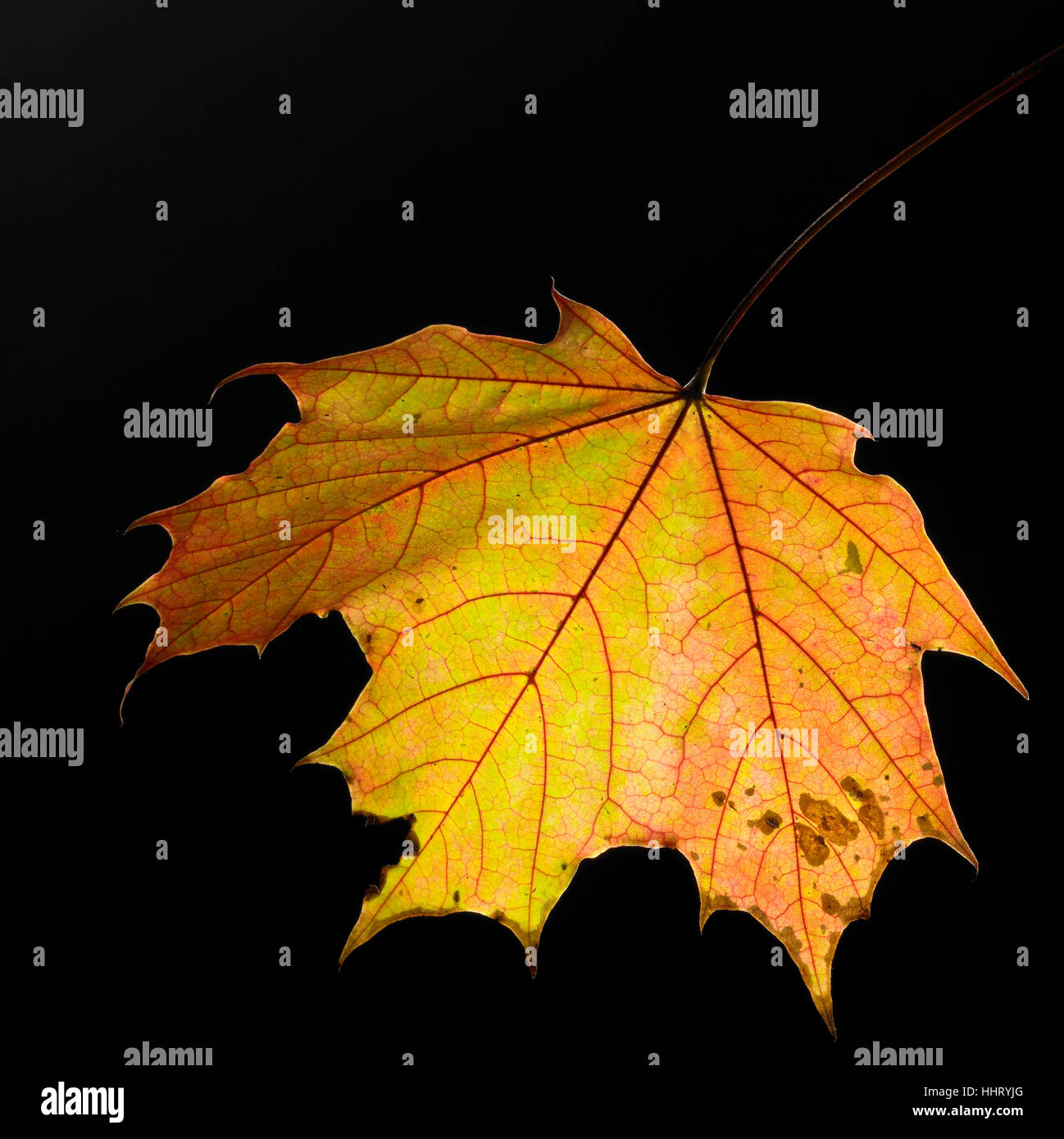 colorful autumn leaf Stock Photo - Alamy