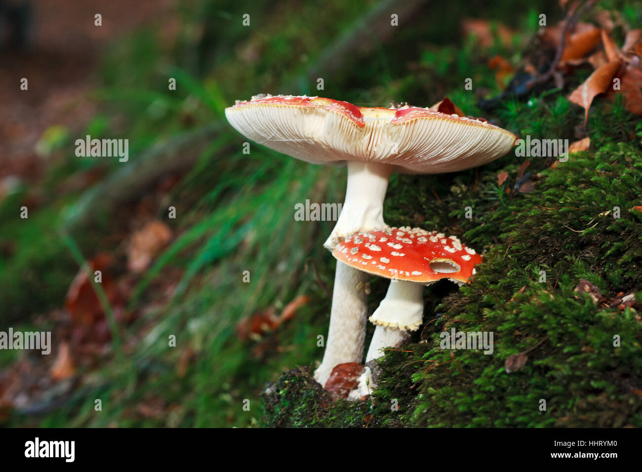 insalubrious, plant, hat, moss, fly agaric, deadly, spotted, mushrooms ...