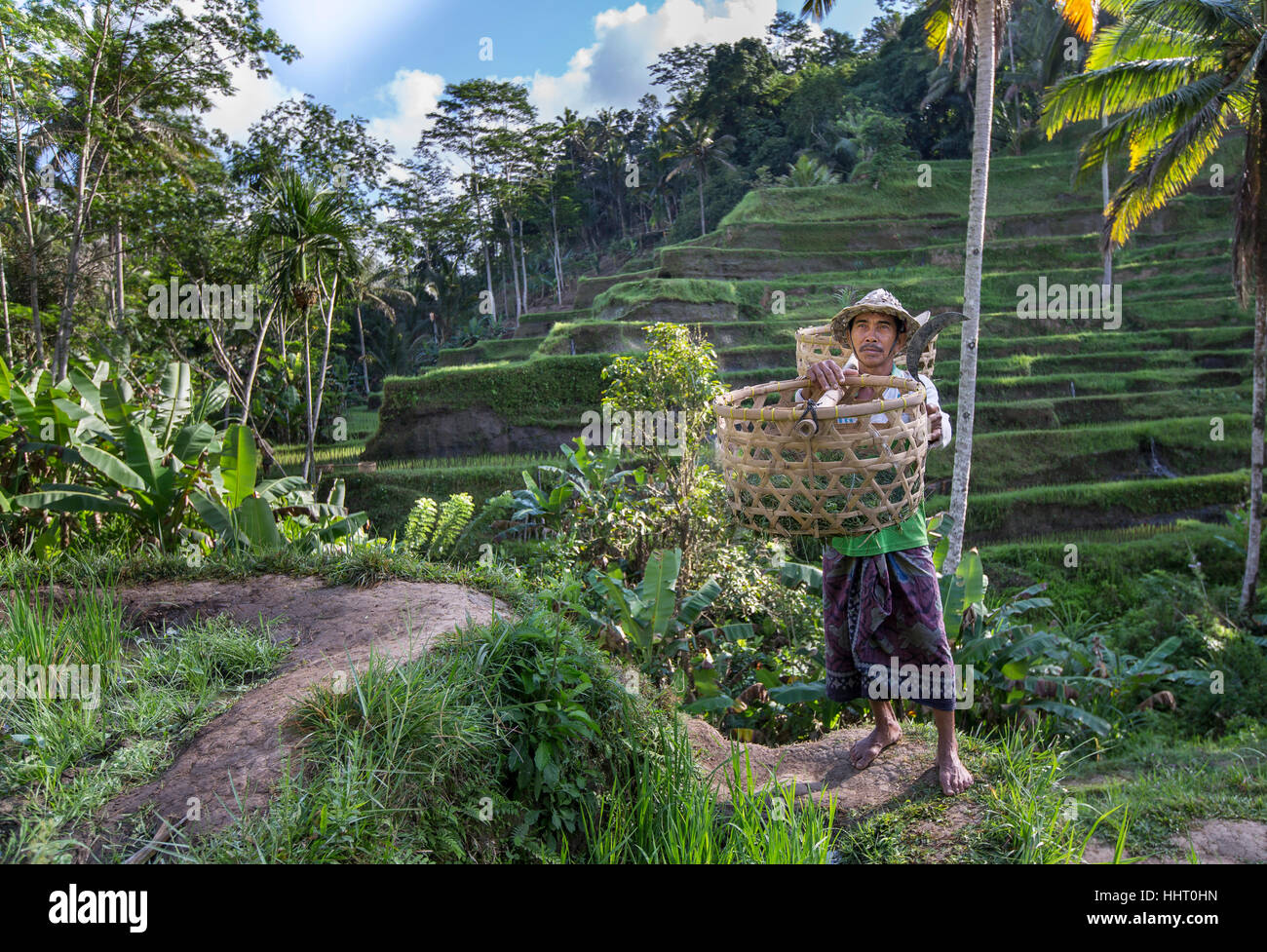 balinese rice field worker in a middle of rice fields in Ubud, Bali ...