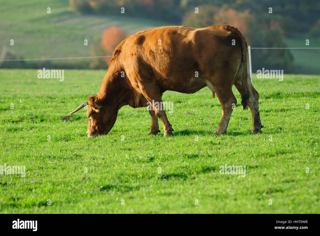 bull, cow, bovine, cows, cattle, tree, trees, green, brown, brownish ...