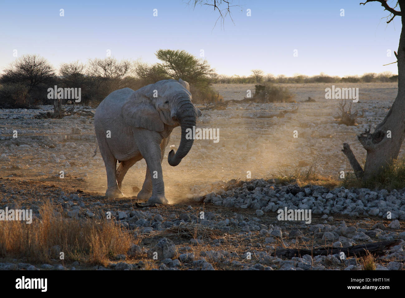 africa, namibia, rarity, holy, sacred, africa, namibia, rarity, holy ...