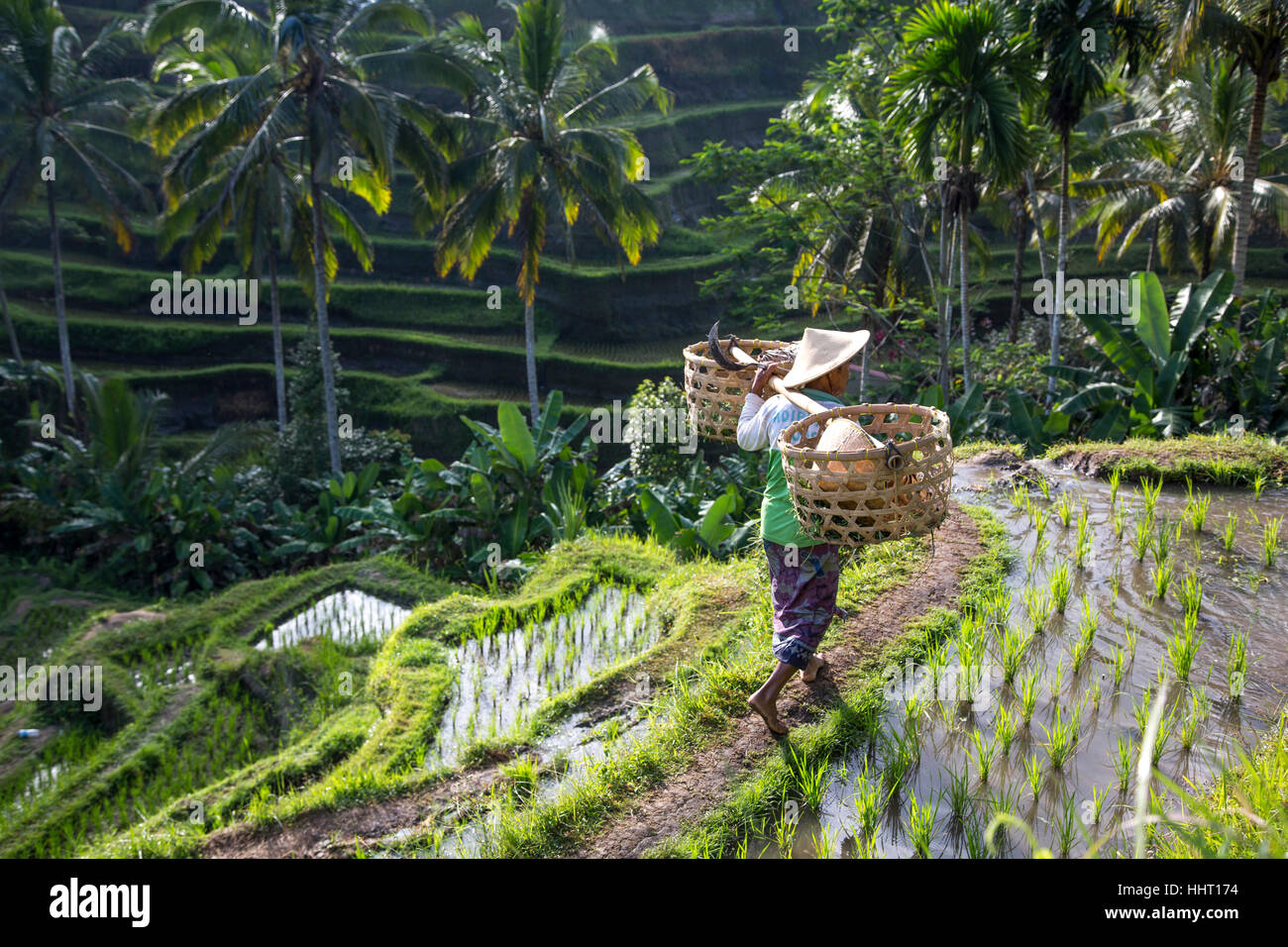 balinese rice field worker in a middle of rice fields in Ubud, Bali ...