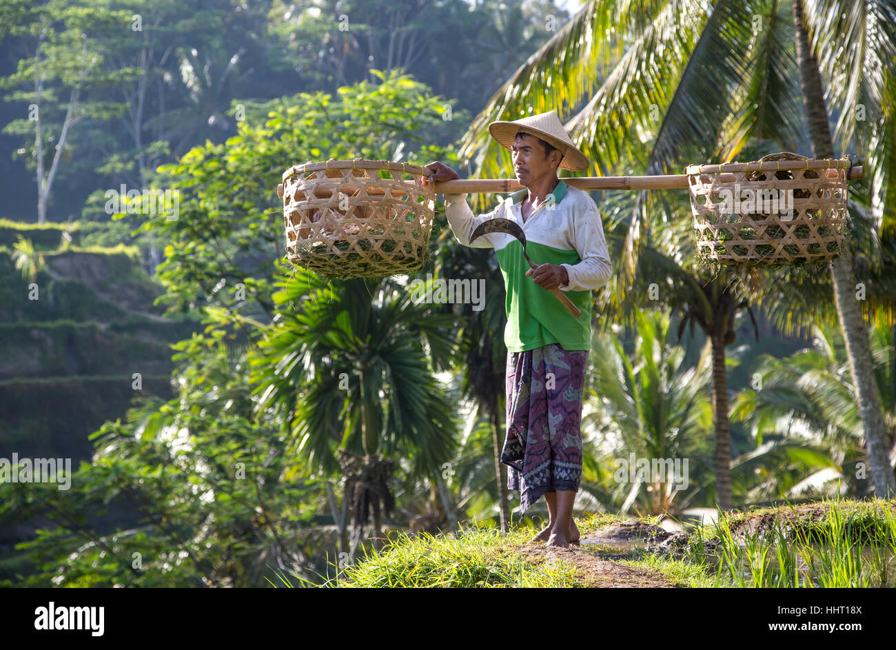 balinese rice field worker in a middle of rice fields in Ubud, Bali ...