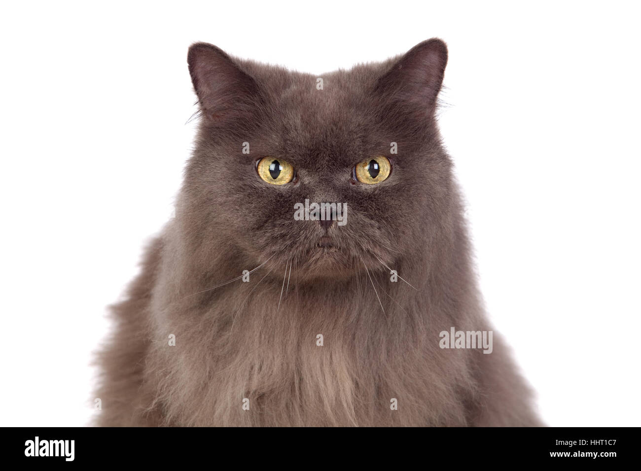 animal, pet, studio, homey, domestic, feline, persian, pussycat, cat ...