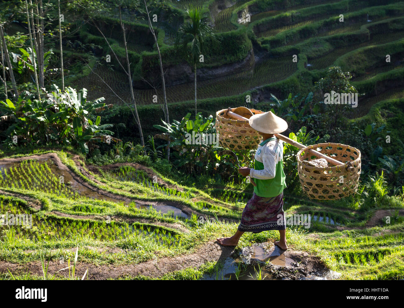 balinese rice field worker in a middle of rice fields in Ubud, Bali ...