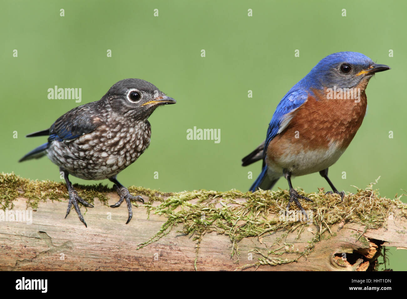 wild, birds, cub, baby, nature, bird, wild, animals, male, masculine ...