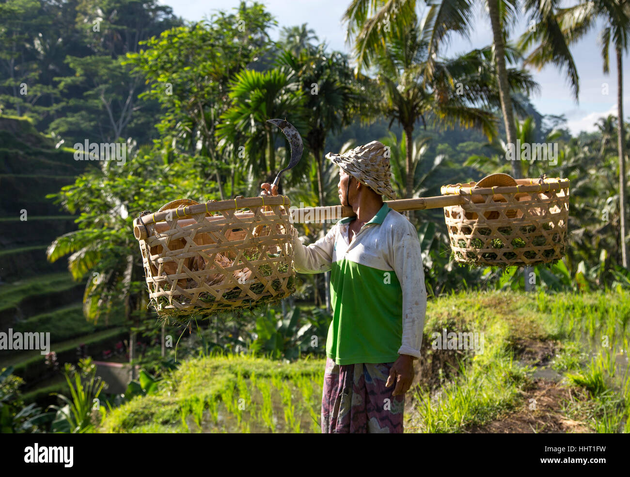 balinese rice field worker in a middle of rice fields in Ubud, Bali ...
