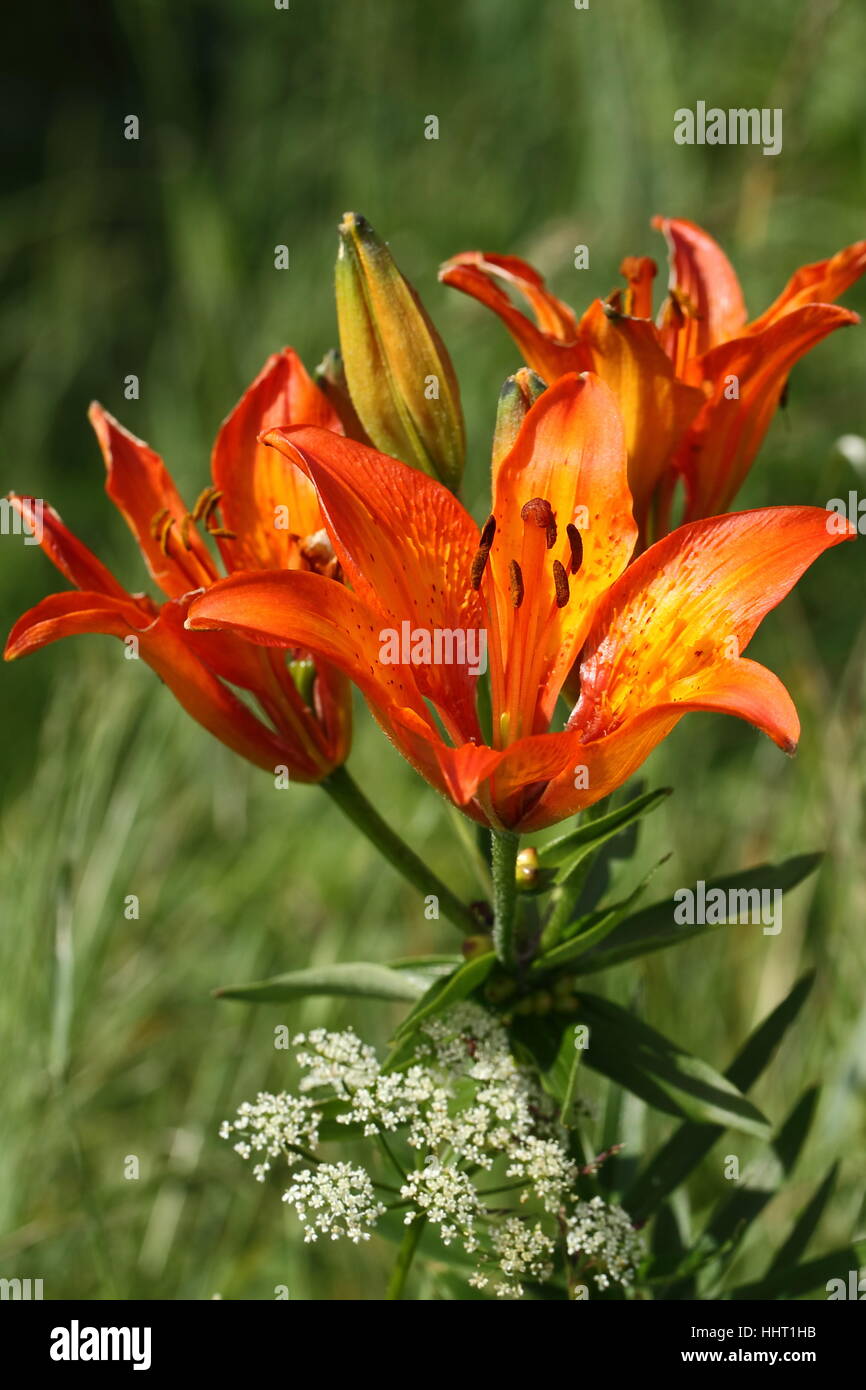 bloom, blossom, flourish, flourishing, plant, native, green, bloom ...