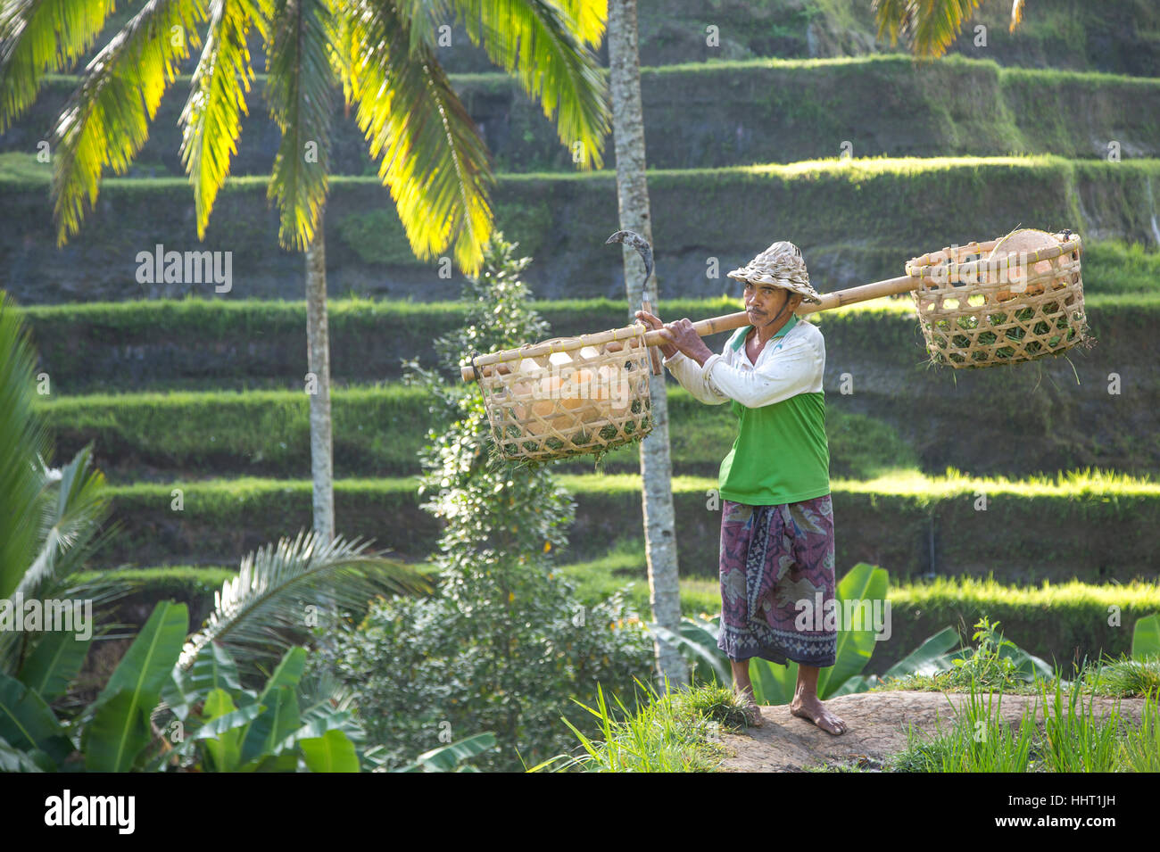 balinese rice field worker in a middle of rice fields in Ubud, Bali ...