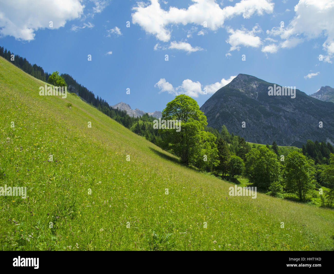 tree, mountains, alps, tyrol, meadow, mountain, scenery, countryside ...