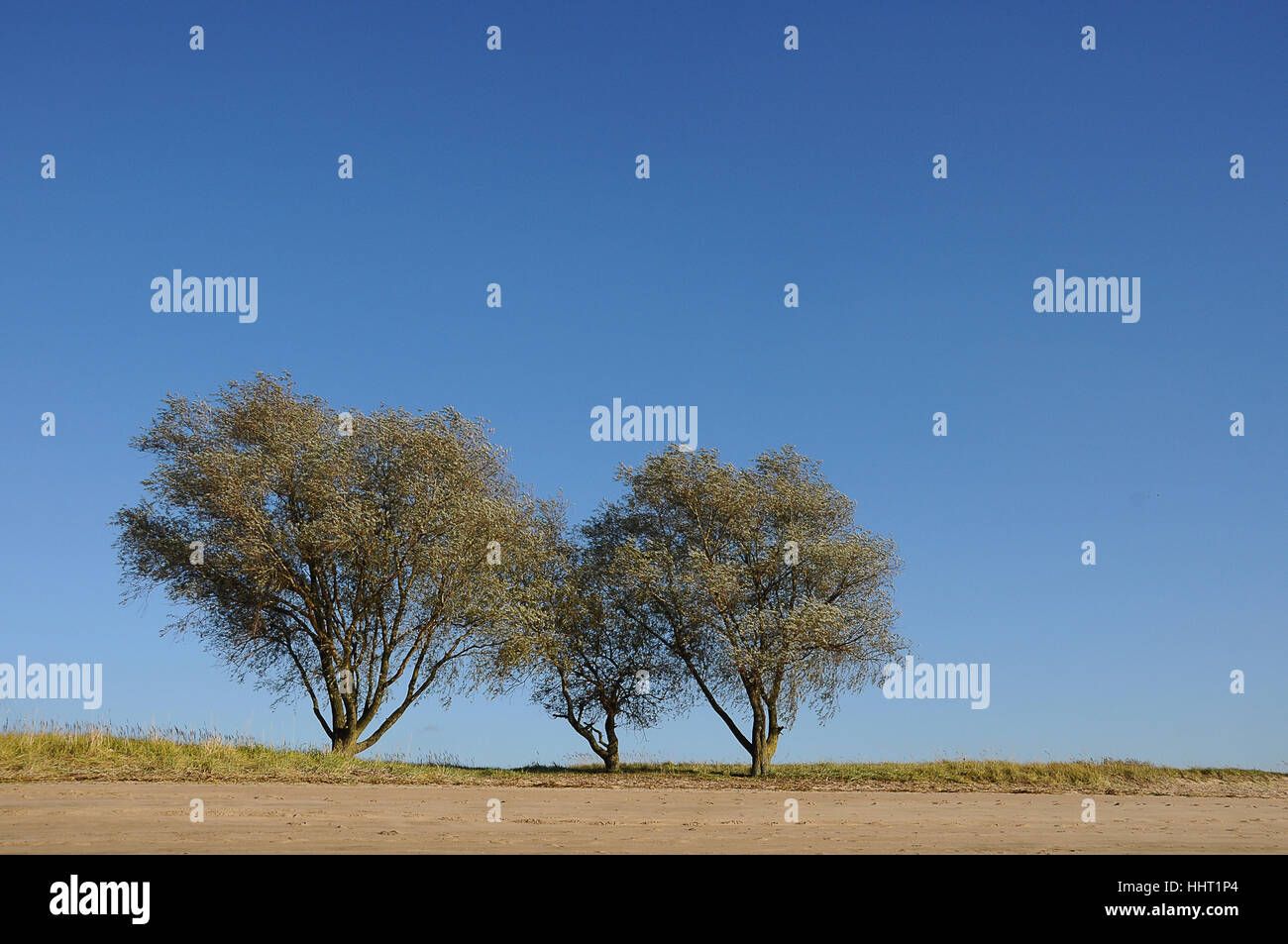 tree, trees, willow tree, browse, willow trees, willow, fall, autumn ...